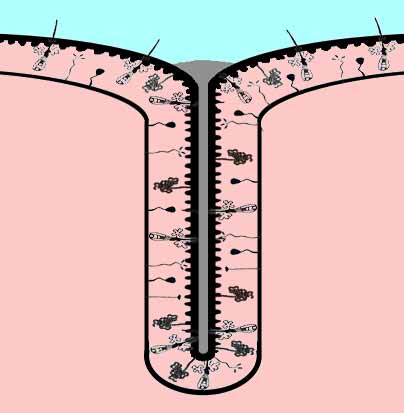 Cutaneous fold theory, evolution and pathology