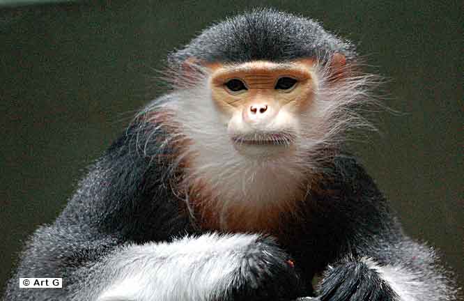 La famille des primates