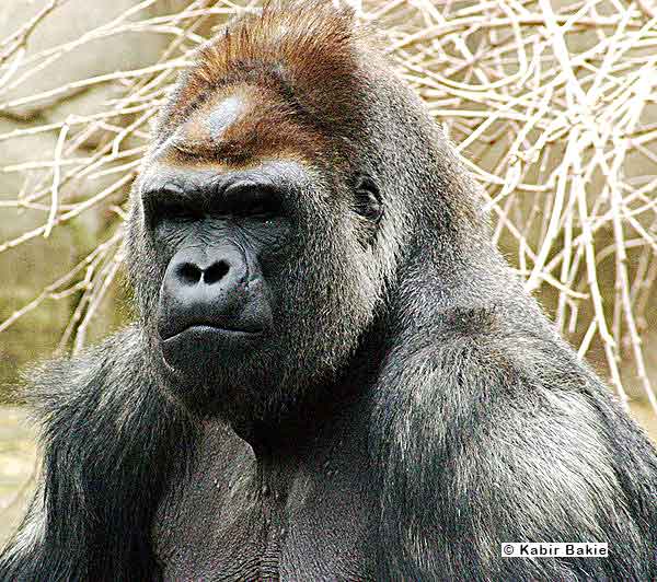 La famille des primates