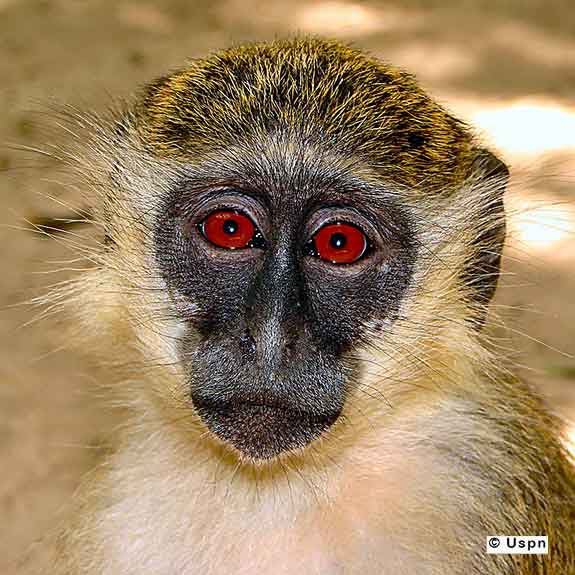 La famille des primates