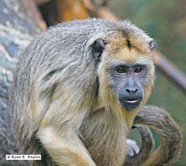 La famille des primates