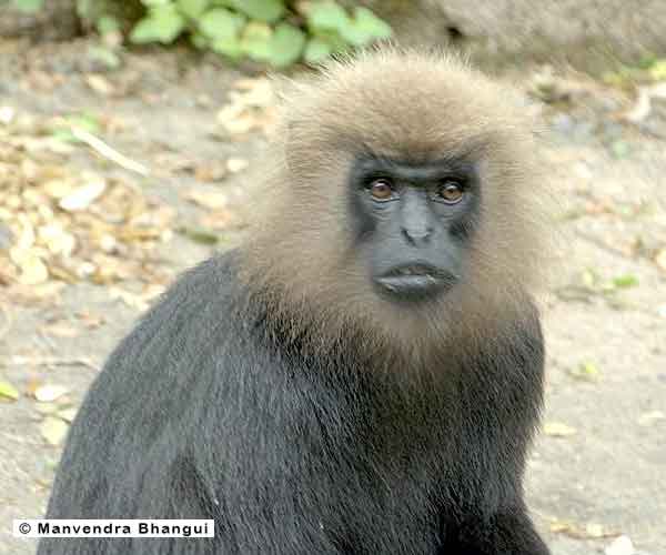 La famille des primates