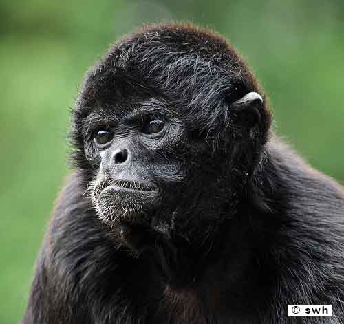 La famille des primates