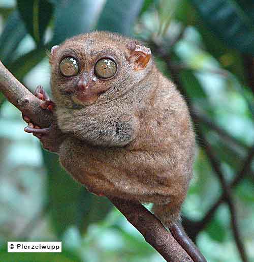 La famille des primates