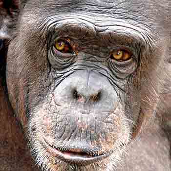 Primates and grooming